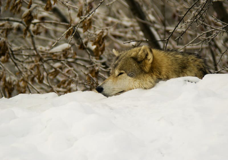 Grey Wolf ( Canis lupus ) stock image. Image of hide - 14659911