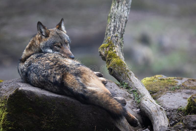 A Grey Wolf Resting in the Forest Stock Photo - Image of wild, natural ...