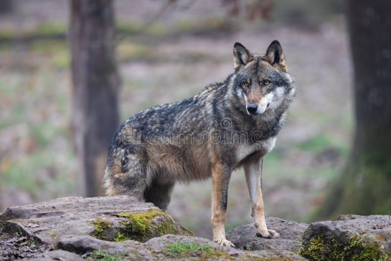 A Grey Wolf Resting in the Forest Stock Image - Image of predator ...