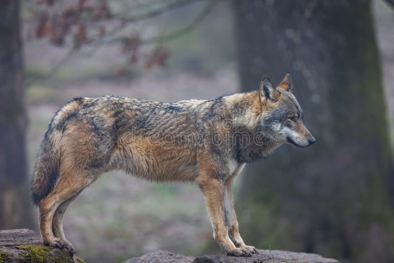 A Grey Wolf Resting in the Forest Stock Image - Image of snow, animal ...
