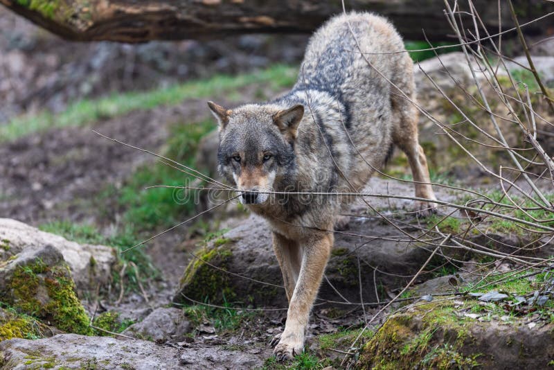 A Grey Wolf Resting in the Forest Stock Photo - Image of wolf, mammal ...