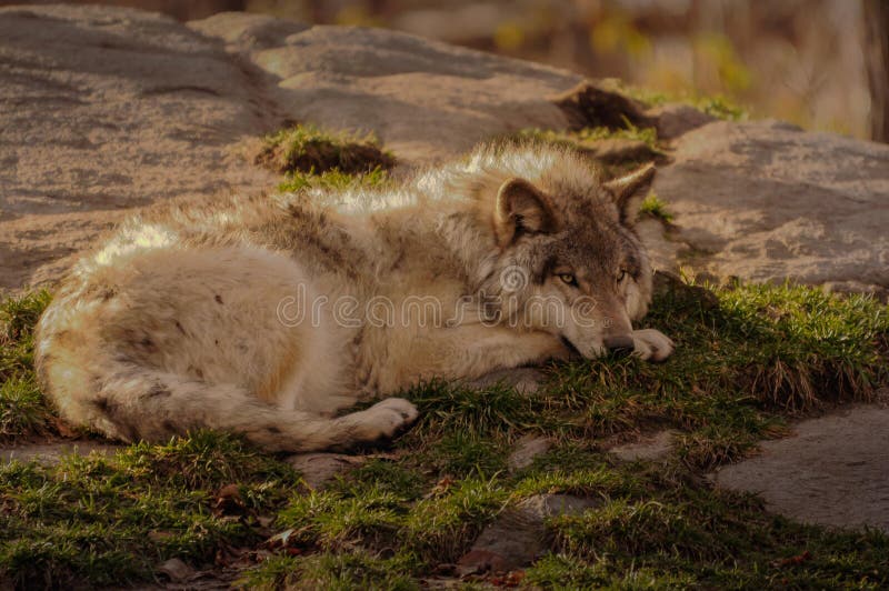 Grey Wolf Resting in Quebec, Canada. Stock Image - Image of animal ...