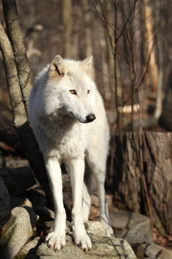 Wolf Den stock image. Image of hunter, watching, nature - 1462503
