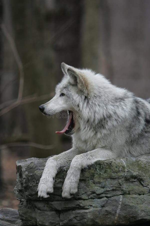 Grey Wolf on rock yawning stock image. Image of hunt - 10506263