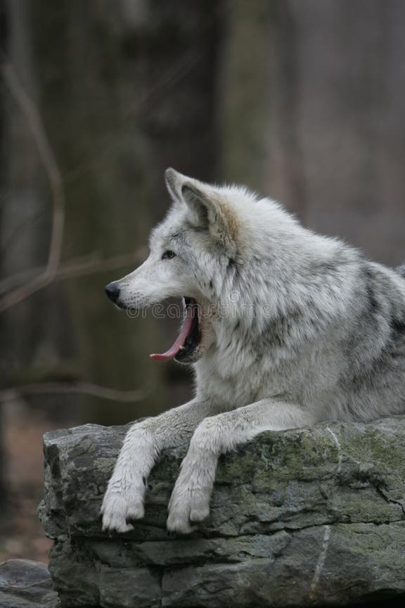 Grey Wolf on rock yawning stock image. Image of hunt - 10506263