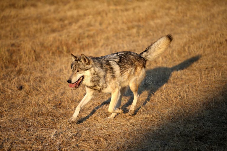 Grey Wolf running stock photo. Image of nature, gray - 26810888