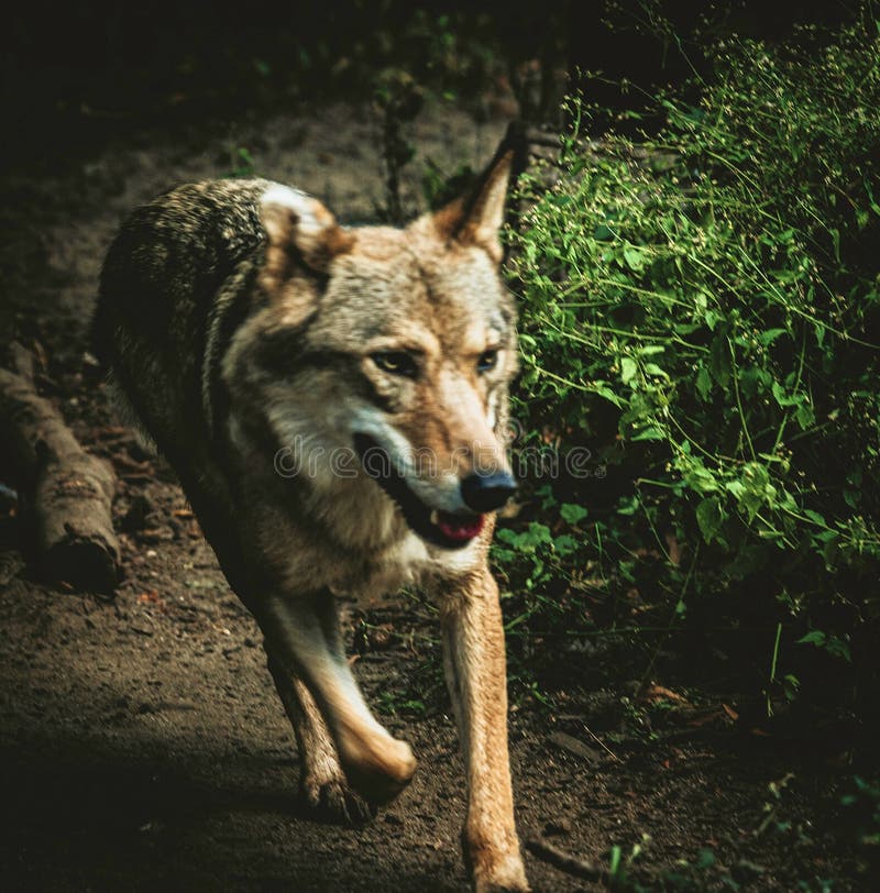 Grey Wolf Running Forest Parh Stock Image - Image of danger, hunting ...