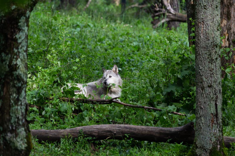 Grey Wolf Seen between Trees Lying Down on Green Hill Stock Image ...