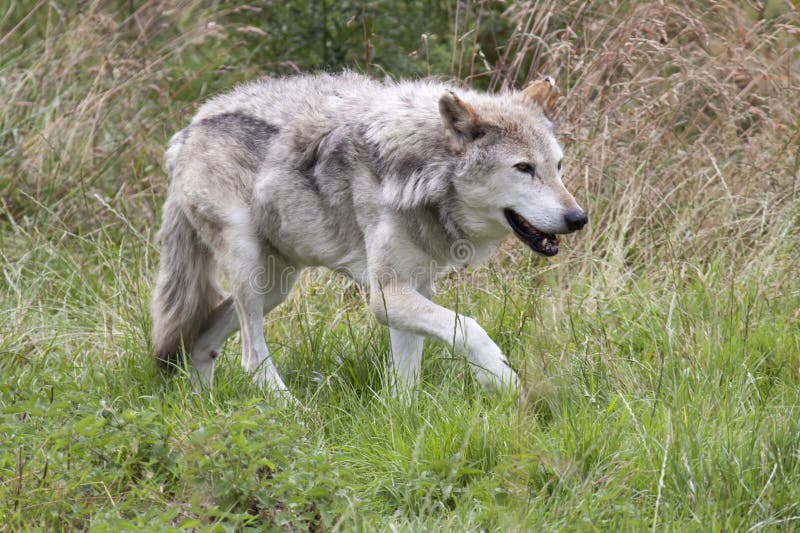 Grey Wolf stock image. Image of carnivore, lupus, animal - 57304611