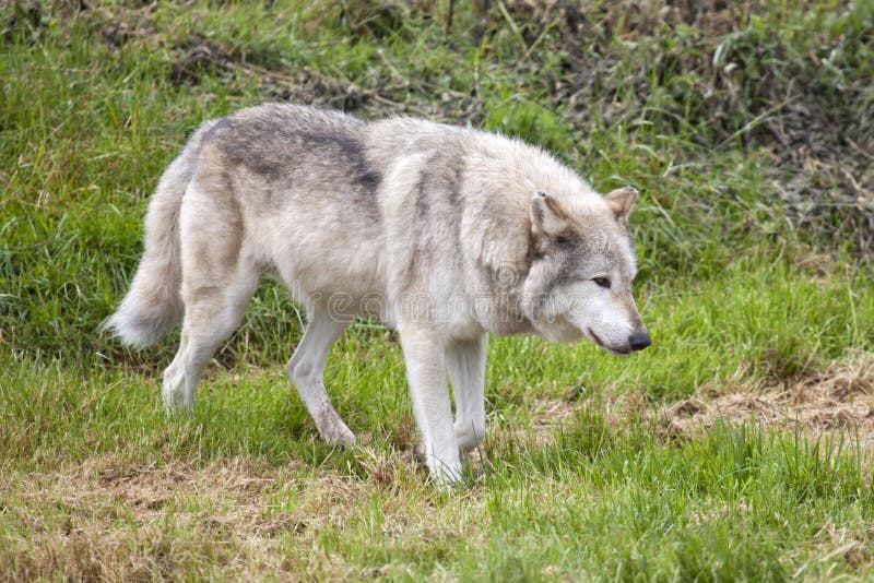 Grey Wolf stock photo. Image of grey, animal, fauna, predator - 58426800