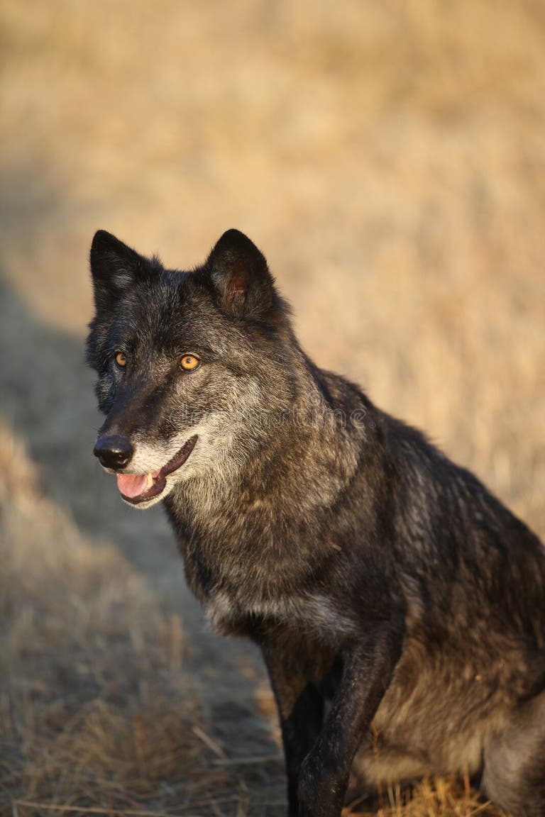 6,176 Wolf Sitting Stock Photos - Free & Royalty-Free Stock Photos from ...