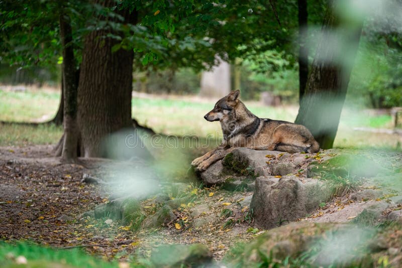 Wolf Sitting on the Stone in Autumn Forest. Stock Photo - Image of ...