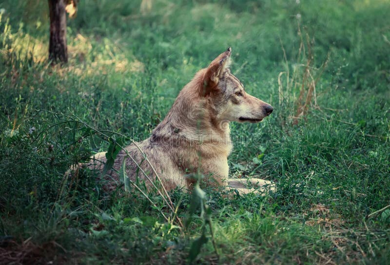Grey Wolf Sitting in the Grass Stock Image - Image of wolf, green ...