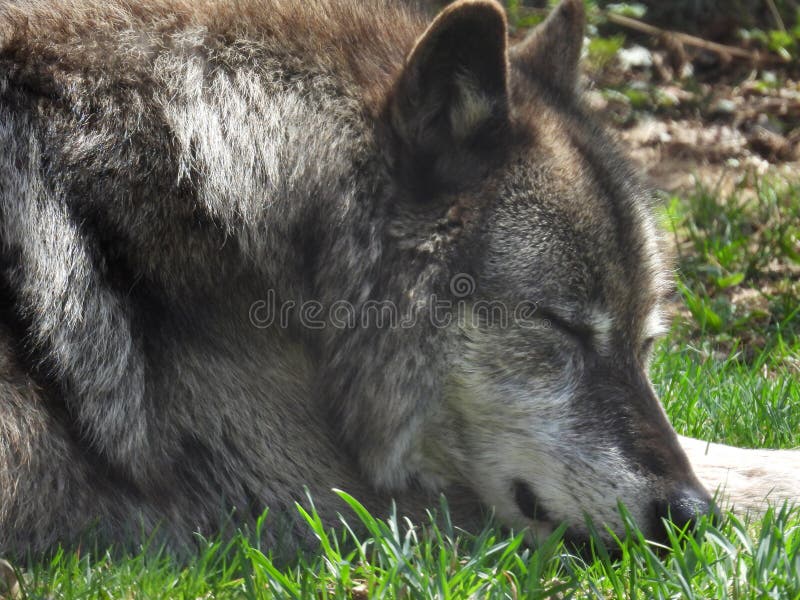 Grey Wolf Sleeping at Wolf Mountain Upstate NY Stock Image - Image of ...