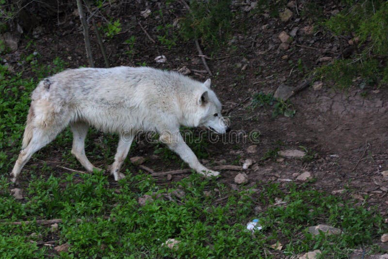Gray Wolf on a Mountain Trail Stock Image - Image of mountain, canis ...