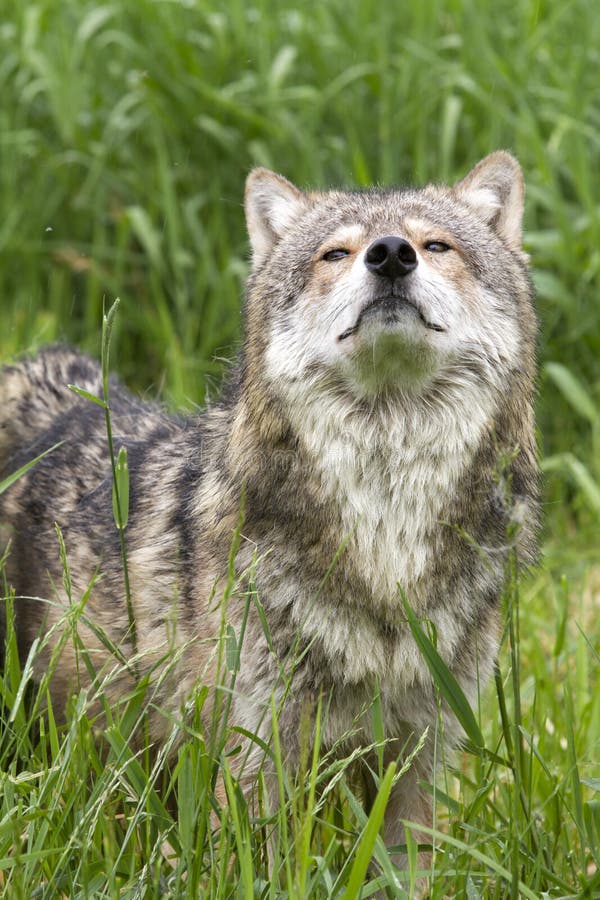 Grey Wolf Alpha Male imagem de stock. Imagem de comportamento - 58952879