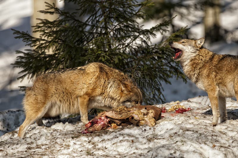 Wolf Animal Eating