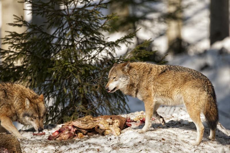 Grey Wolf on the Snow Background Stock Image - Image of head, lupus ...