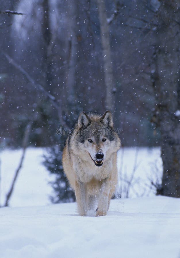 Wolf stock image. Image of wildlife, stares, mammal, white - 13228503