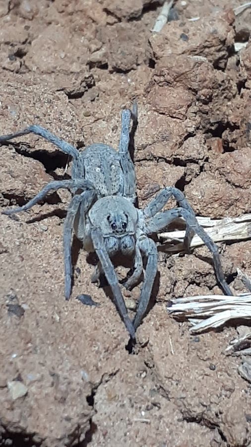 Grey wolf spider stock image. Image of spider, carving - 231997149