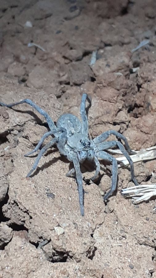 169 Grey Wolf Spider Stock Photos - Free & Royalty-Free Stock Photos ...