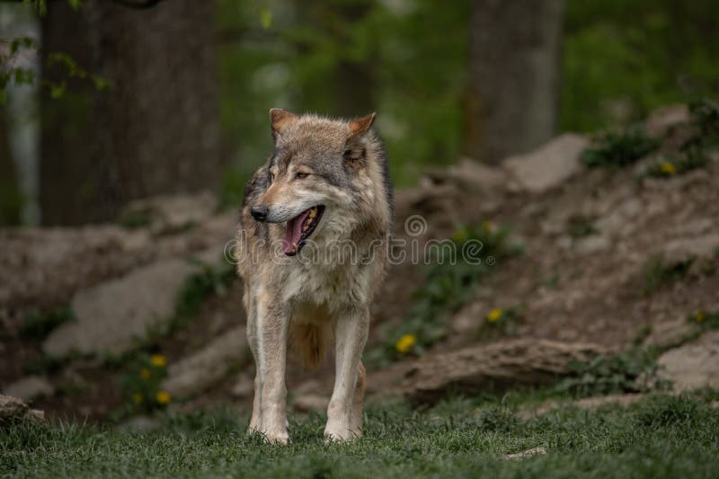 Grey Wolf Standing in a Green Meadow Looking Around. Stock Photo ...