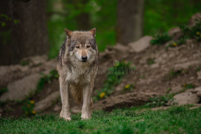 Grey Wolf Standing in a Green Meadow in the Woods. Stock Photo - Image ...