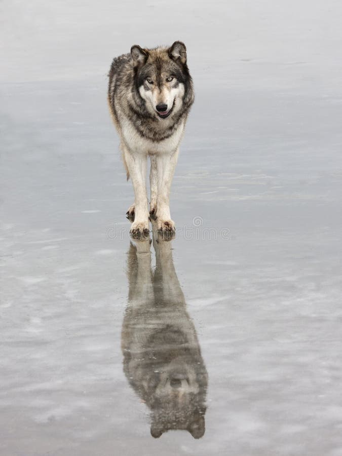 Icy Wolf Reflection stock image. Image of winter, mammal - 29833397