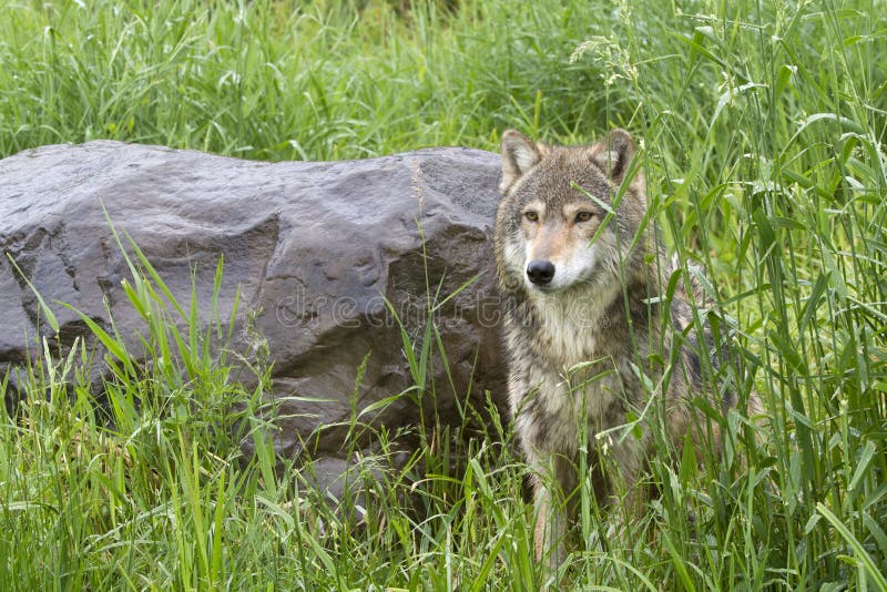 Grey Wolf Standing in Tall Grass beside a Boulder Stock Photo - Image ...
