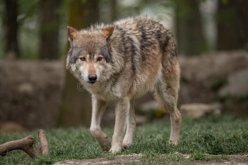 Grey Wolf Walking Across a Grassy Meadow Surrounded by Trees in a ...