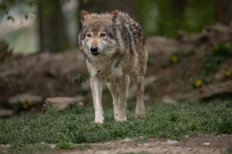 Grey Wolf Walking Across a Grassy Meadow Surrounded by Trees in a ...