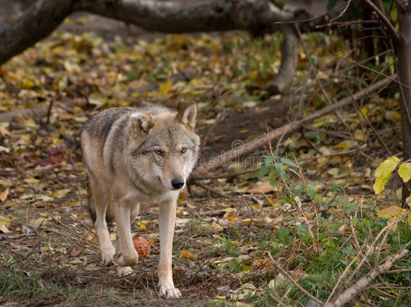 Grey Wolf Lying in a Forest Stock Photo - Image of wolf, animal: 64767928