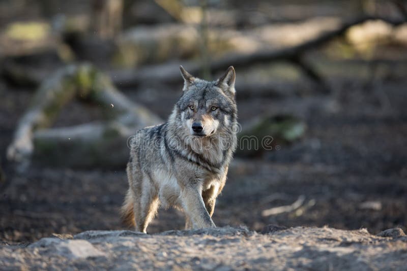 Grey Wolf Walking in the Forest Stock Image - Image of closeup, danger ...