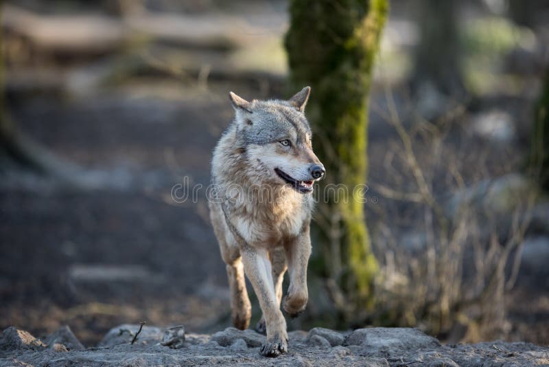 Grey Wolf Walking in the Forest Stock Image - Image of canine, isolated ...