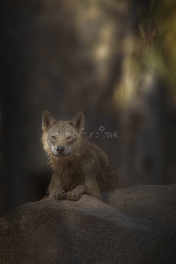 Grey wolf stock image. Image of face, fearful, orange - 175697311