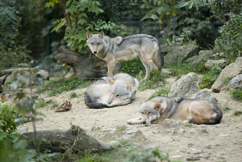 Wolves interacting stock photo. Image of wildlife, caring - 2318652