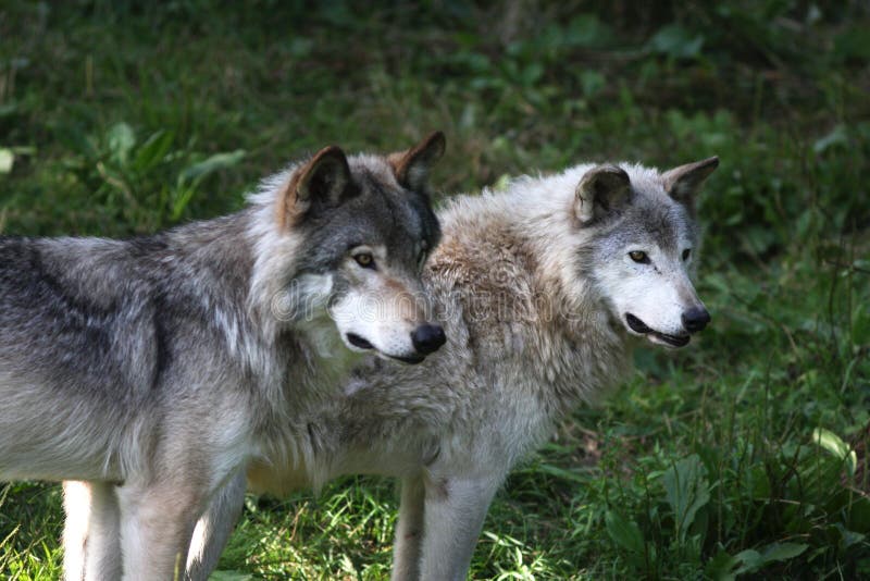 Showing wolf dominance stock photo. Image of power, wolfs - 46744
