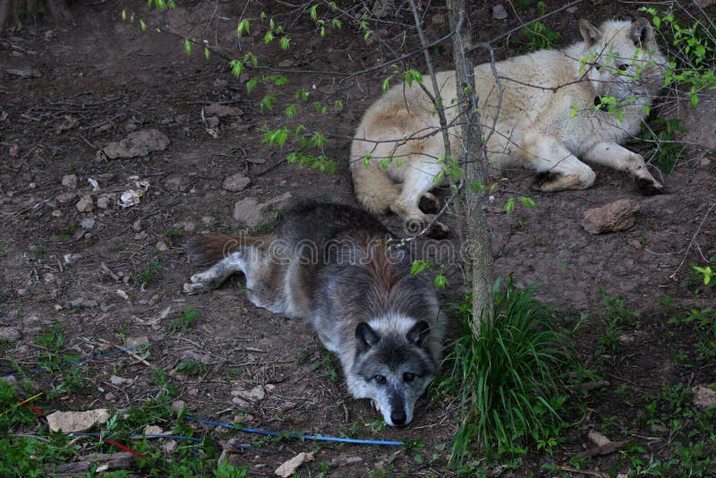Grey Wolves are Also White in Color Stock Photo - Image of howls, adult ...