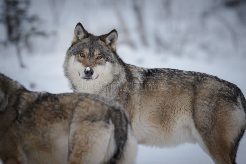 Grey Wolves in the Arctic Winter Stock Image - Image of creature ...
