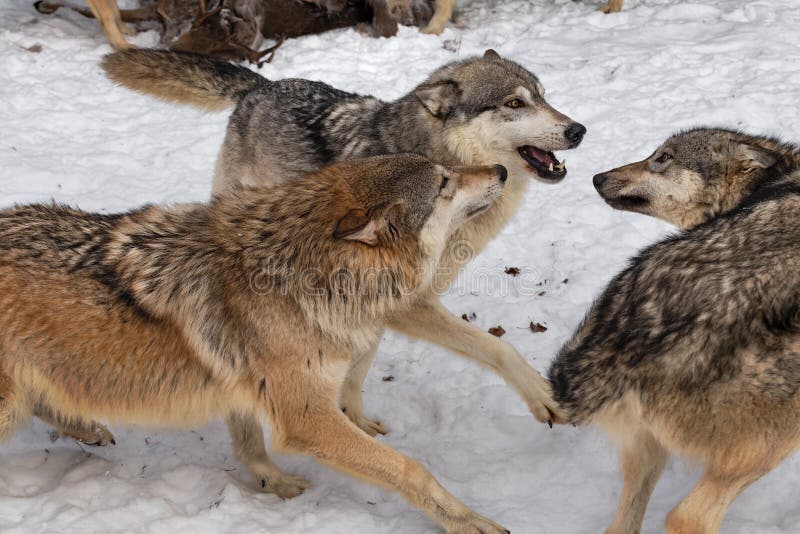 Grey Wolves Canis Lupus Cavort Together Winter Stock Photo - Image of ...