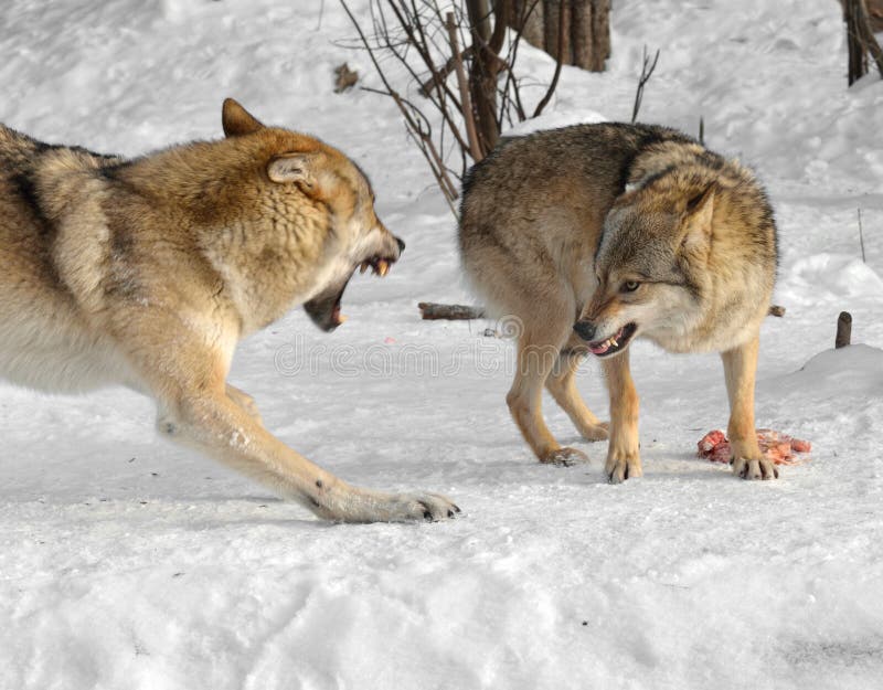 Grey Wolves Canis Lupus. Fight for Food Stock Photo - Image of outdoors ...