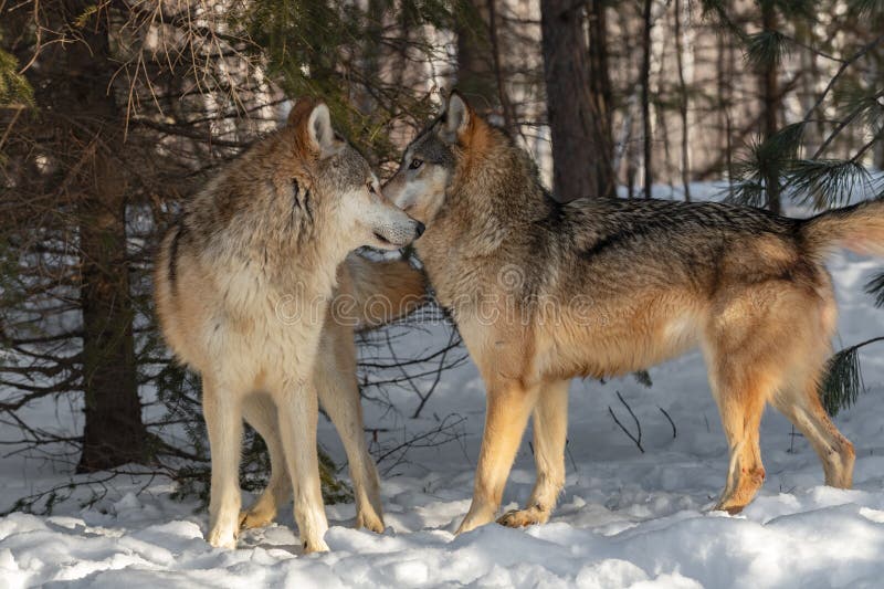 Grey Wolves (Canis Lupus) Greet Each Other by Sniffing Winter Stock ...