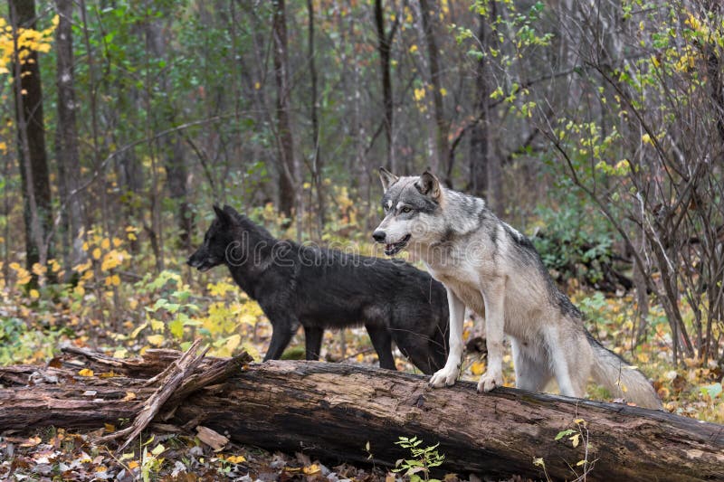 Grey Wolves (Canis Lupus) by Log One on One Off Autumn Stock Image ...