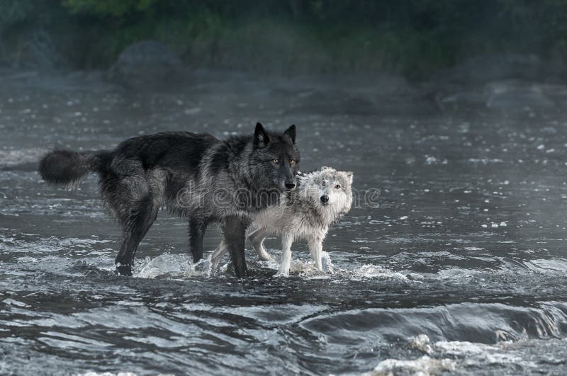 Grey Wolf Water River