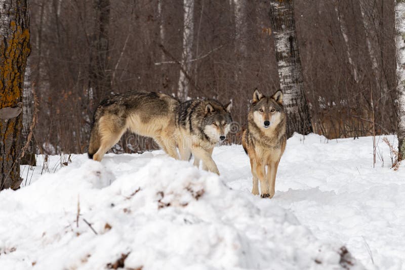 Wolf Pack Walk Stock Photos - Free & Royalty-Free Stock Photos from ...