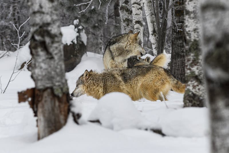 Grey Wolves (Canis Lupus) Mill about in Woods Winter Stock Image ...