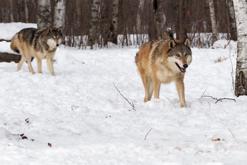 Grey Wolves Canis Lupus Move through Snowy Woods Winter Stock Photo ...