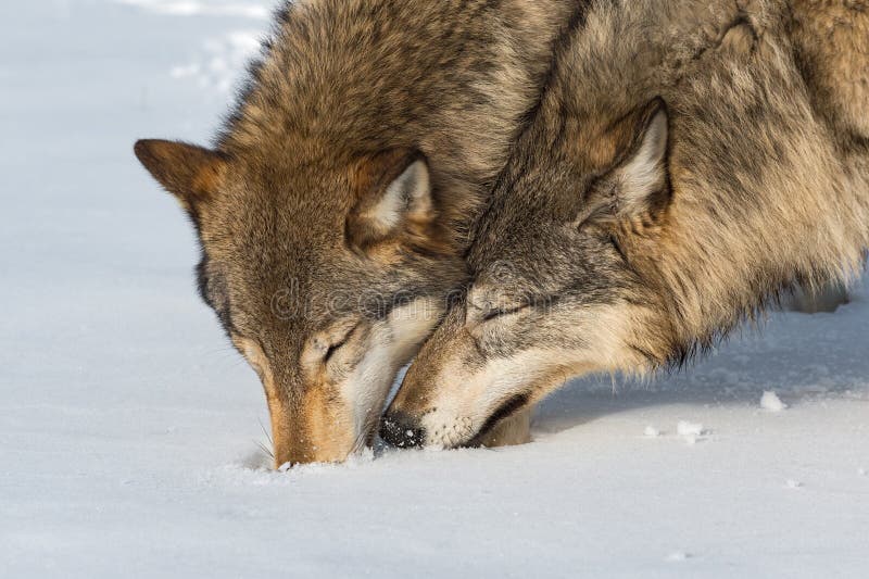 Wolf Noses Stock Photos - Free & Royalty-Free Stock Photos from Dreamstime