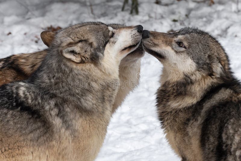 Grey Wolves (Canis Lupus) Noses Together Winter Stock Image - Image of ...