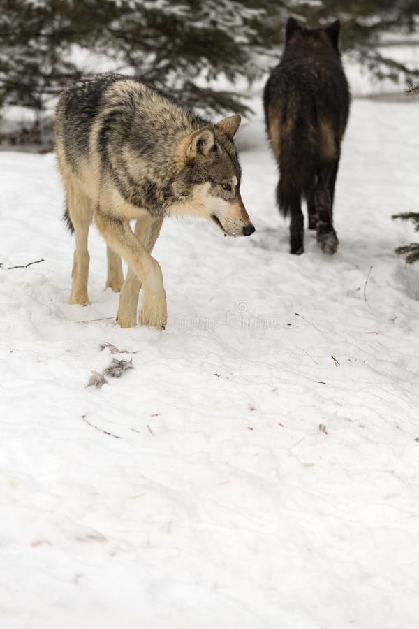 Grey Wolves Canis Lupus Pass Each Other Copy Space Winter Stock Photo ...